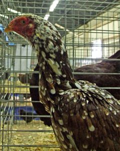 Breed Profile: Shamo Chicken - Backyard Poultry